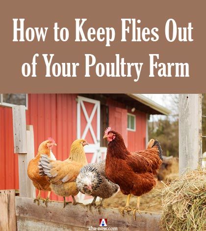 How to Keep Flies Out of Your Poultry Farm | Aha!NOW